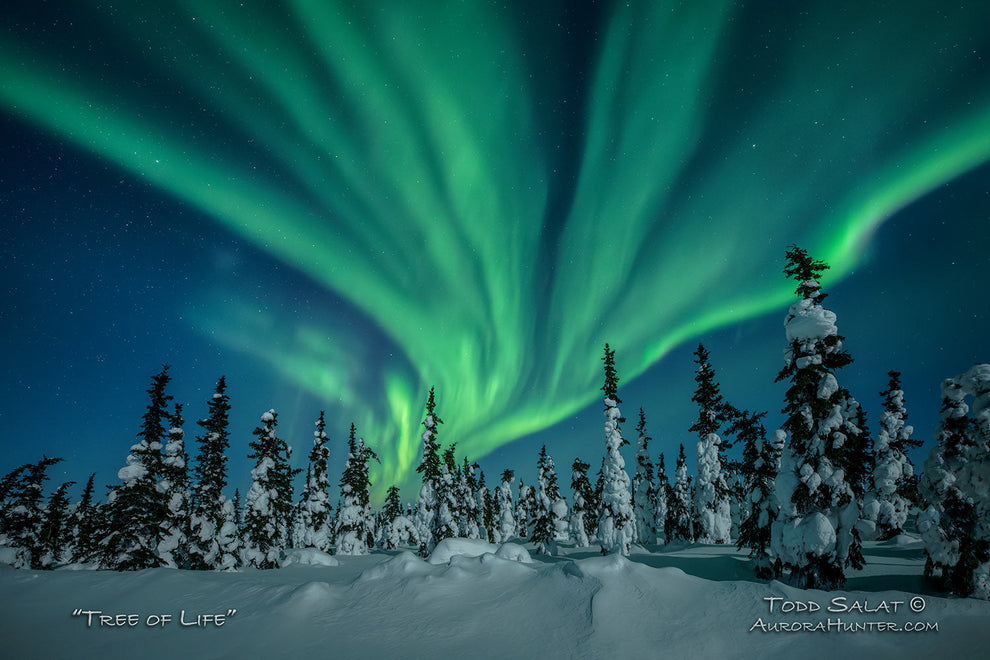 Tree of Life – Aurora Hunter